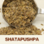 Shatapushpa: A Powerful Herb for a Healthy Life