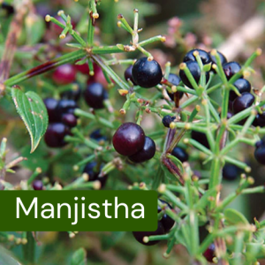 Manjistha - The Ayurvedic Powerhouse for Balanced Health
