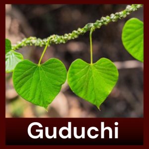 8 Health Benefits of Guduchi - Immune Boosting Herb